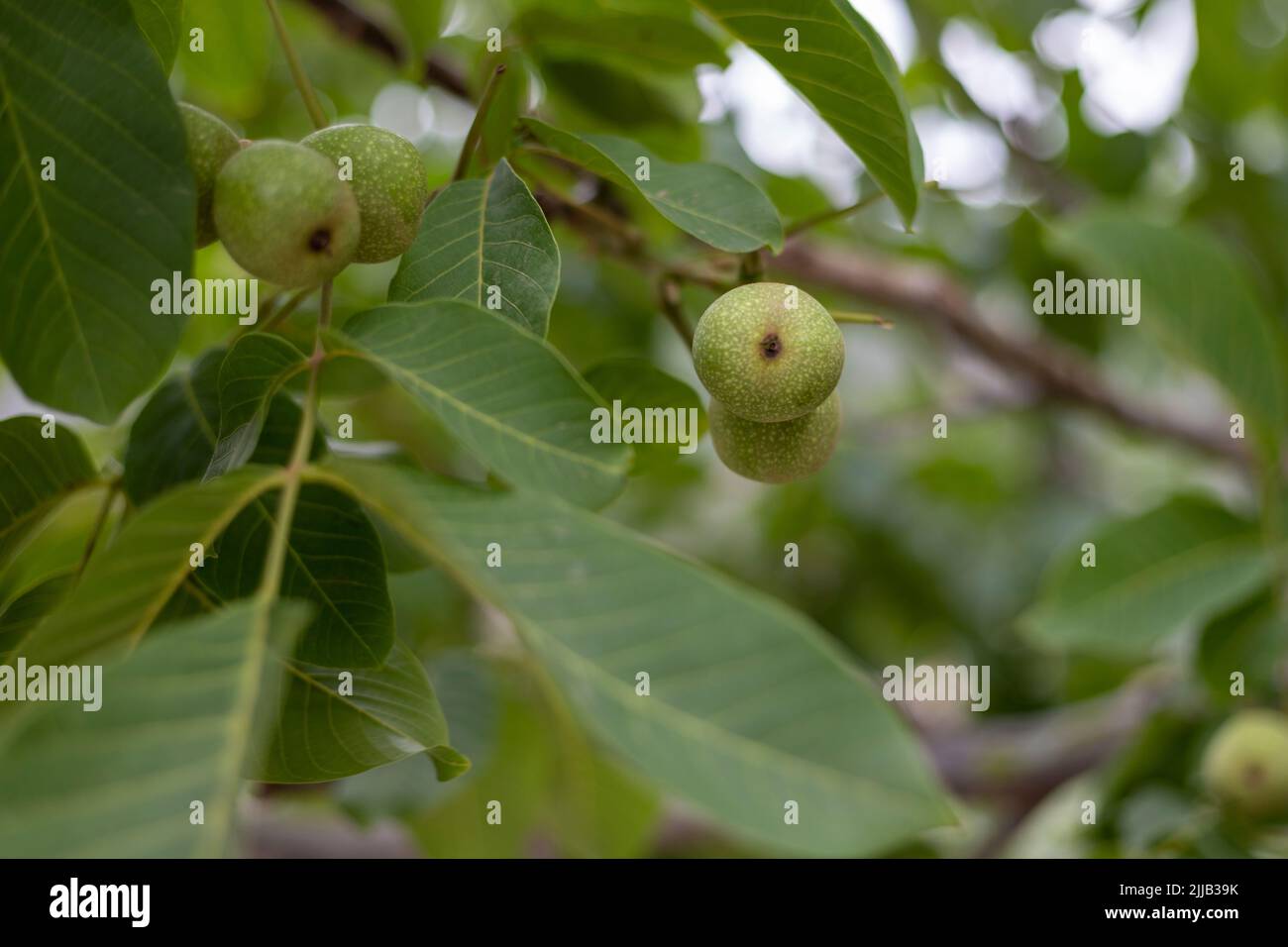 Closeup of a green walnuts growing on a tree branch with selective ...