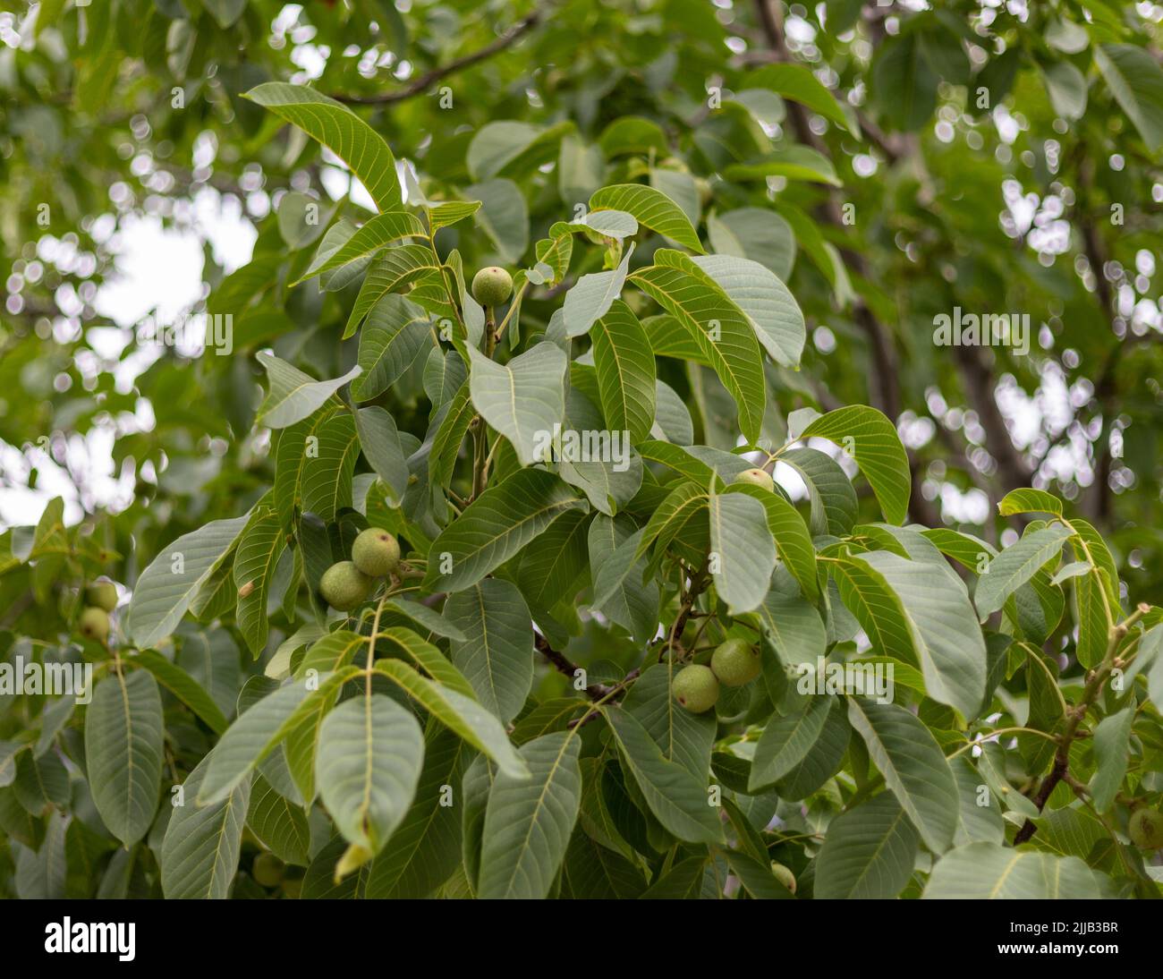 Green fruit stage hi-res stock photography and images - Alamy