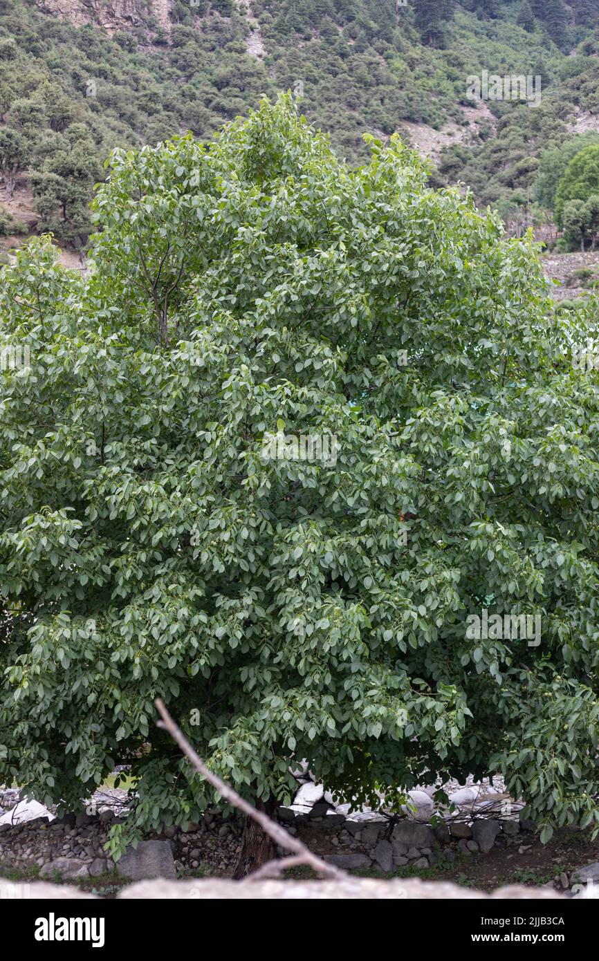 Widespread walnut tree in upper Dir, Pakistan Stock Photo - Alamy