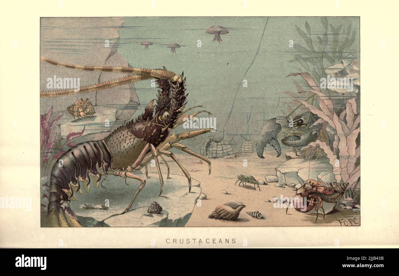 Crustacean Crustaceans form a large, diverse arthropod taxon which ...