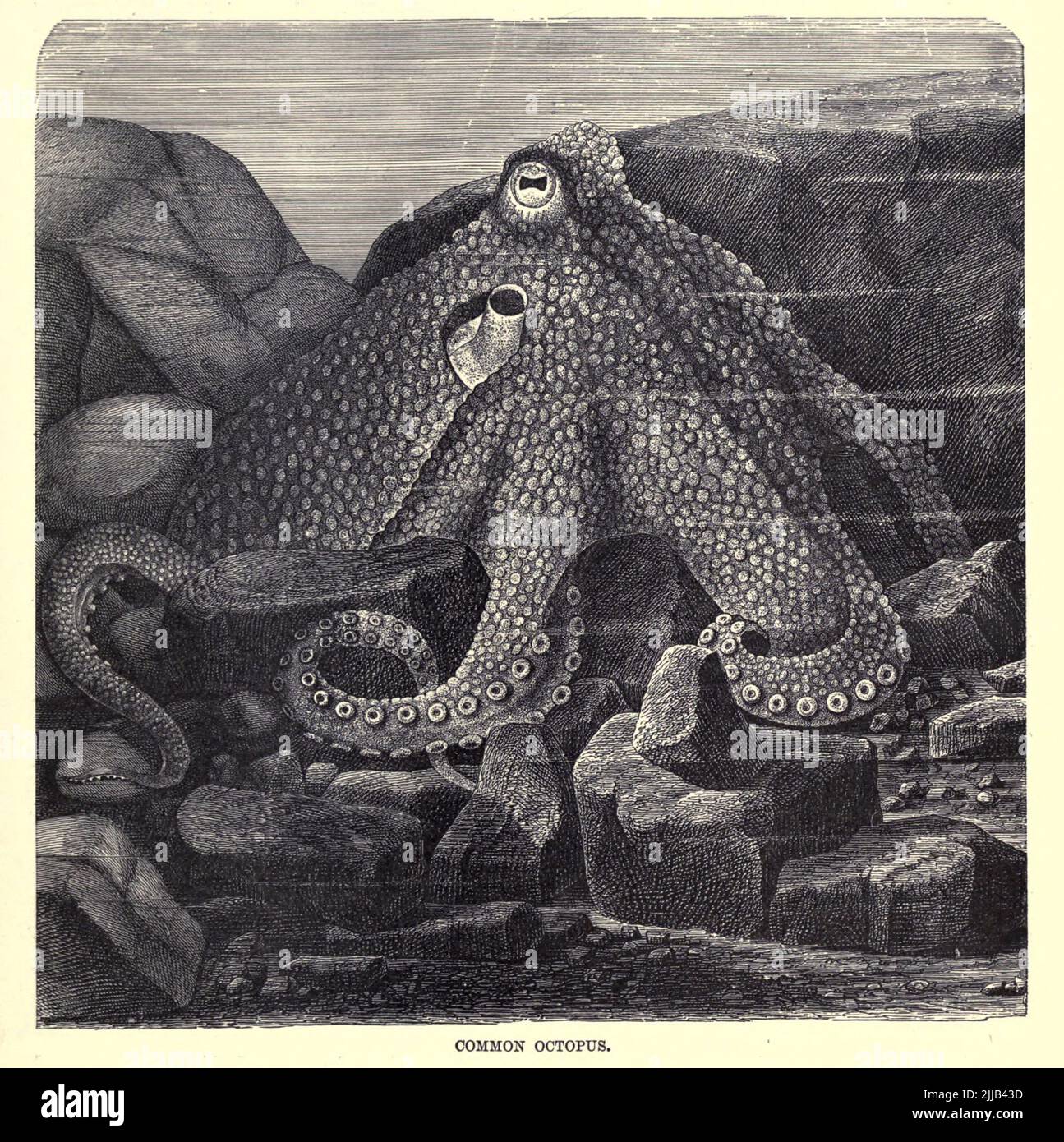 Scientific engraving octopus hi-res stock photography and images - Alamy