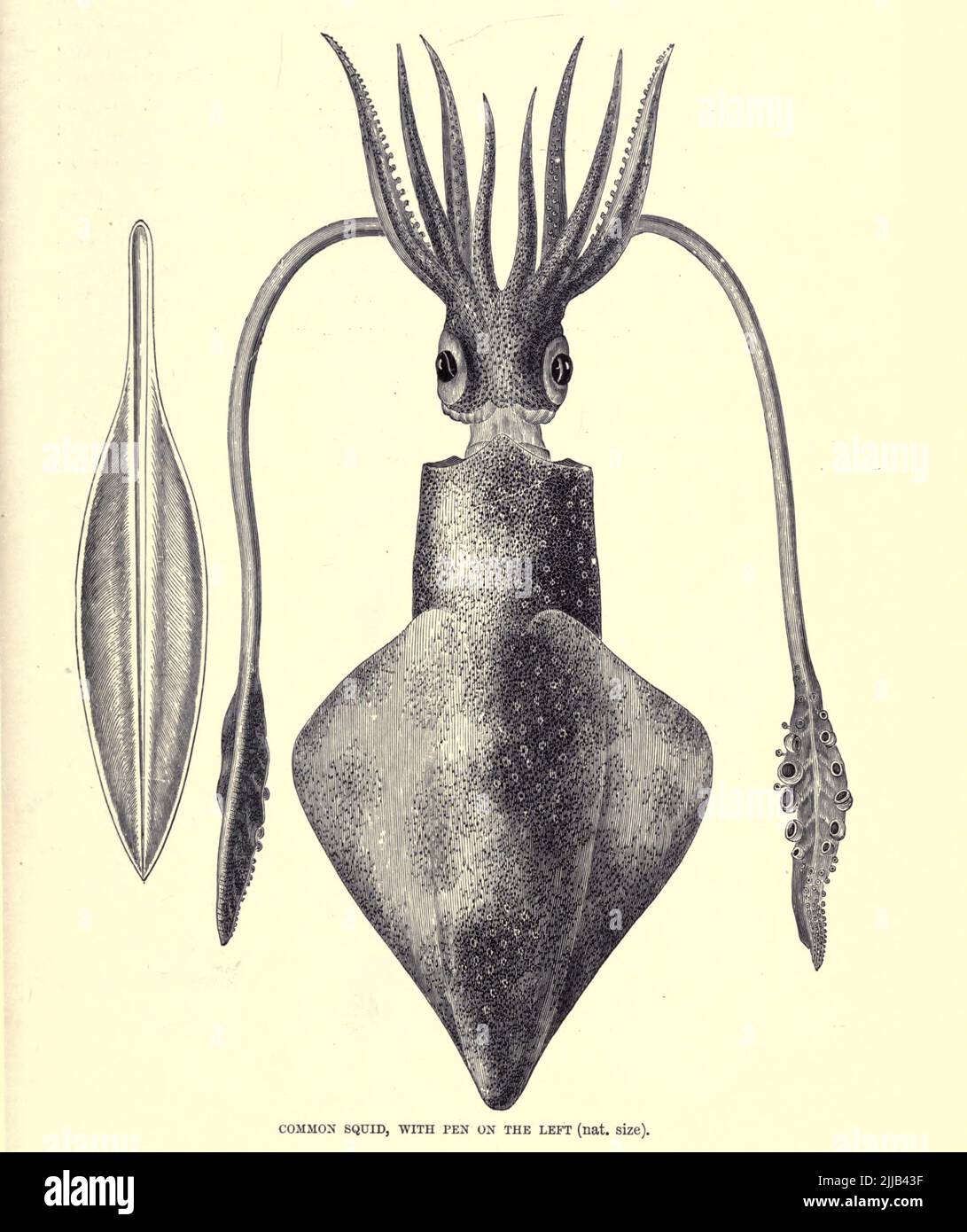 Common Squid from The royal natural history EDITED BY RICHARD LYDEKKER ...