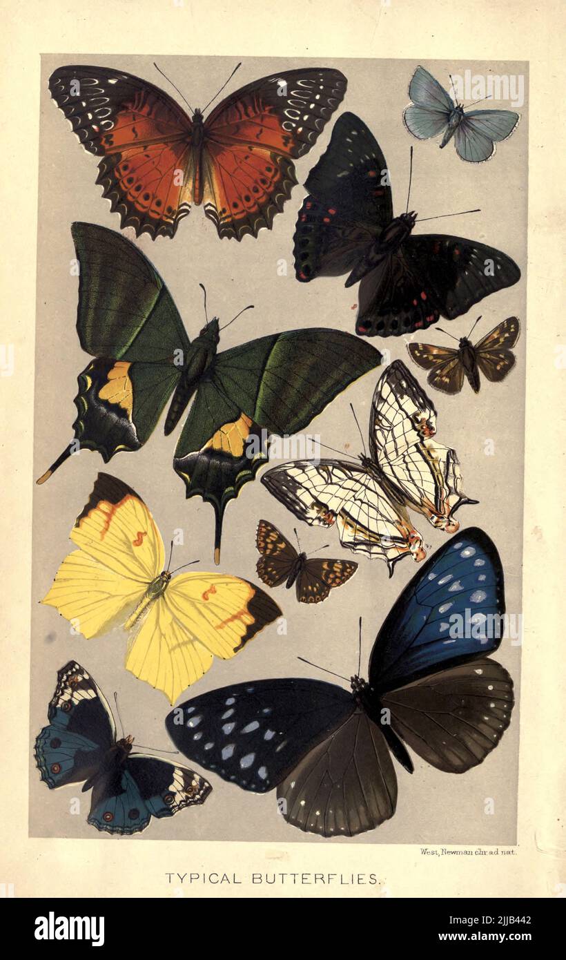 Typical Butterflies from The royal natural history EDITED BY RICHARD ...