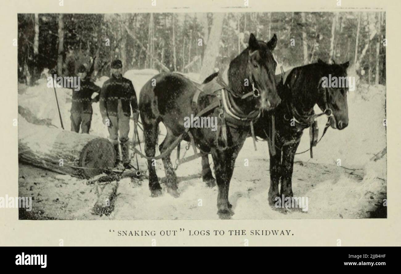 SNAKING OUT LOGS TO THE SKIDWAY from the article ' THE NORTHERN WHITE ...