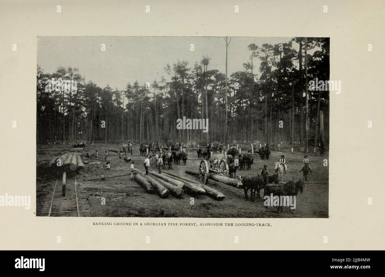 19th century tree felling hi-res stock photography and images - Alamy