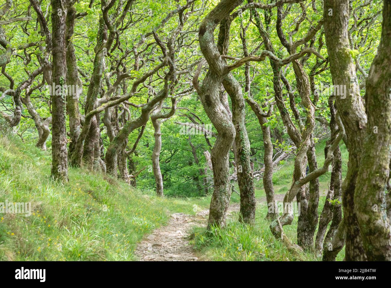 Forest on the coastal path from Lynmouth to Foreland Point, Exmoor ...