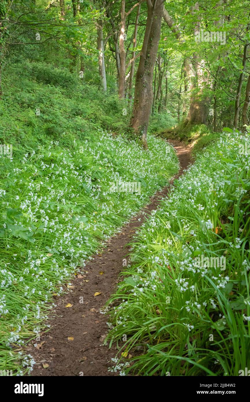 Forest on the coastal path from Lynmouth to Foreland Point, Exmoor ...