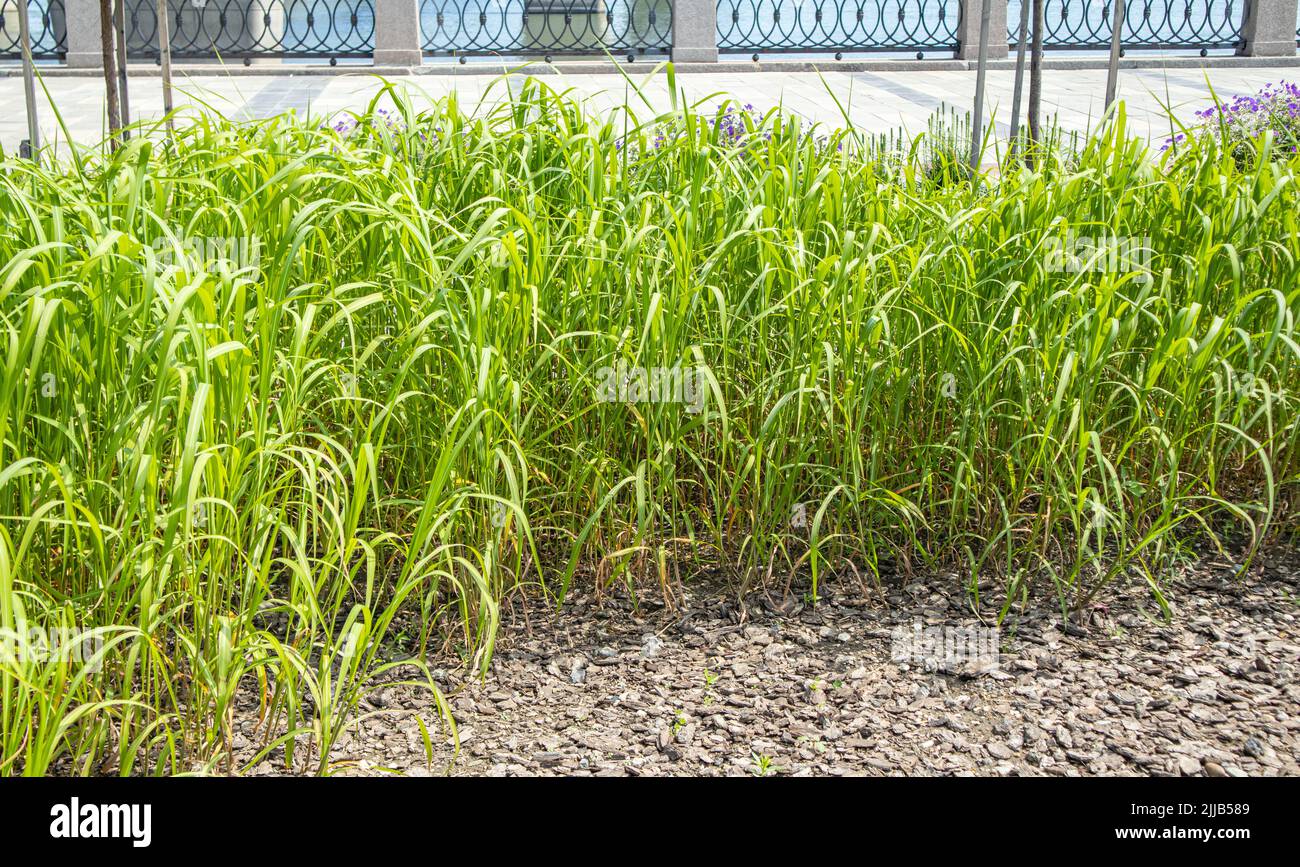 Green tall grass in focus, small white pebbles, beautiful lawn ...