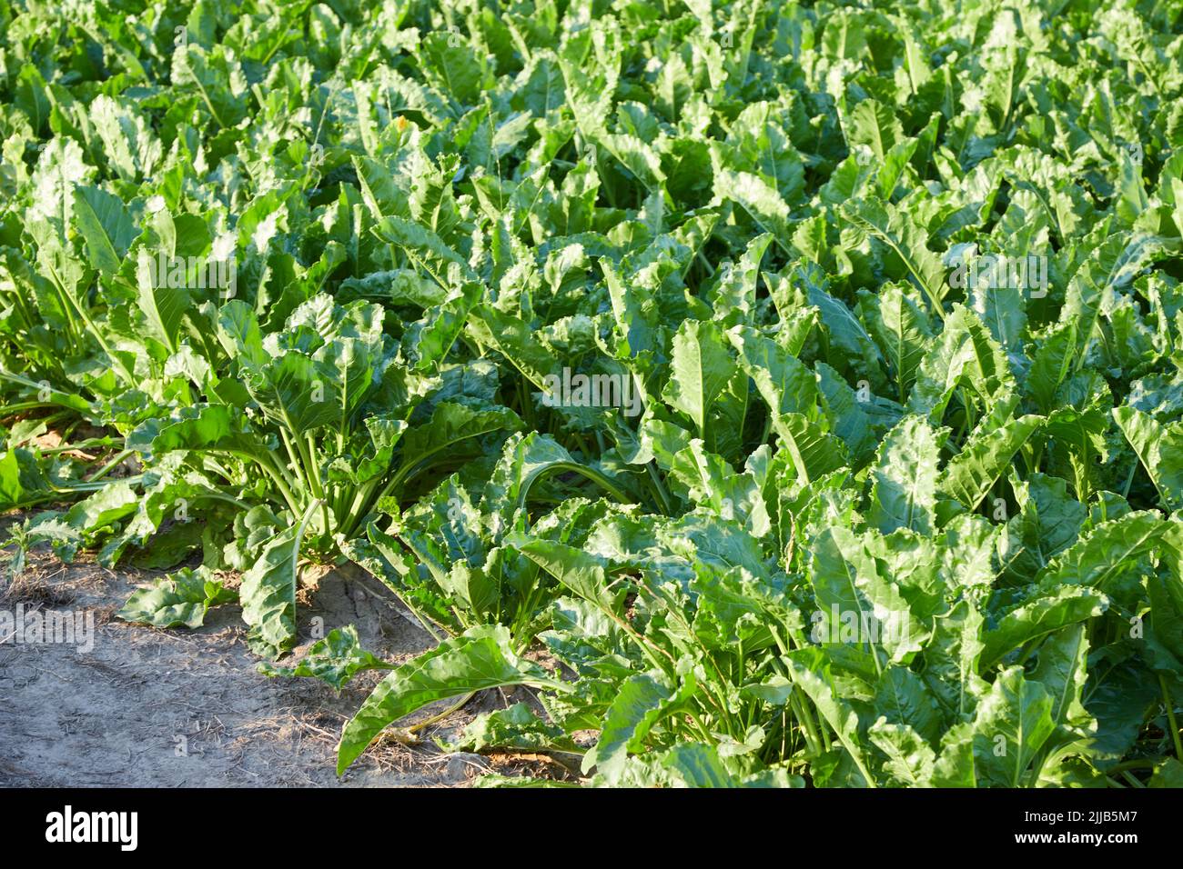sugar beet field photographed from diagonally above. green plants Stock ...