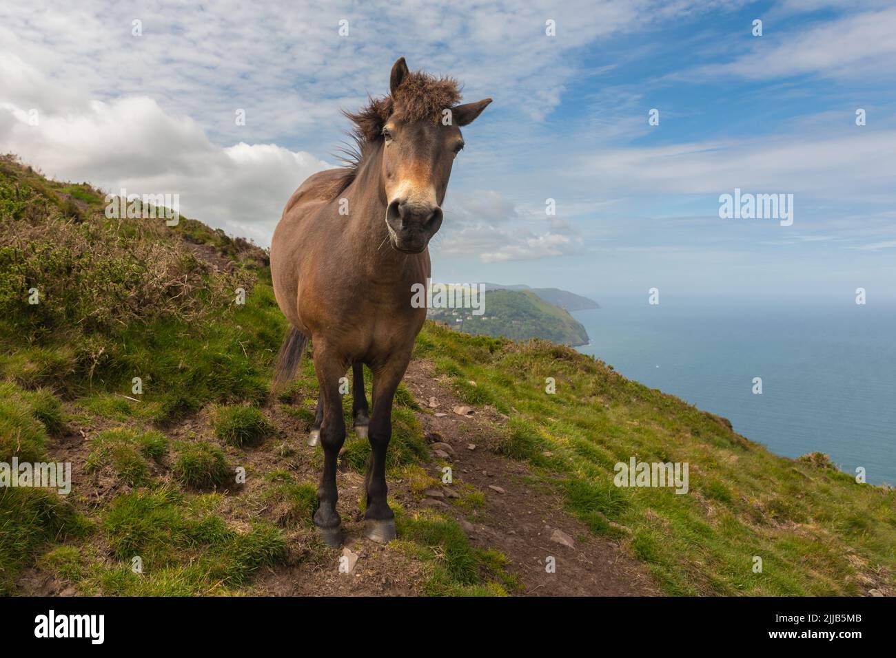 Exmoor ponies walking on the coast path near Lynton, Devon, Britain ...