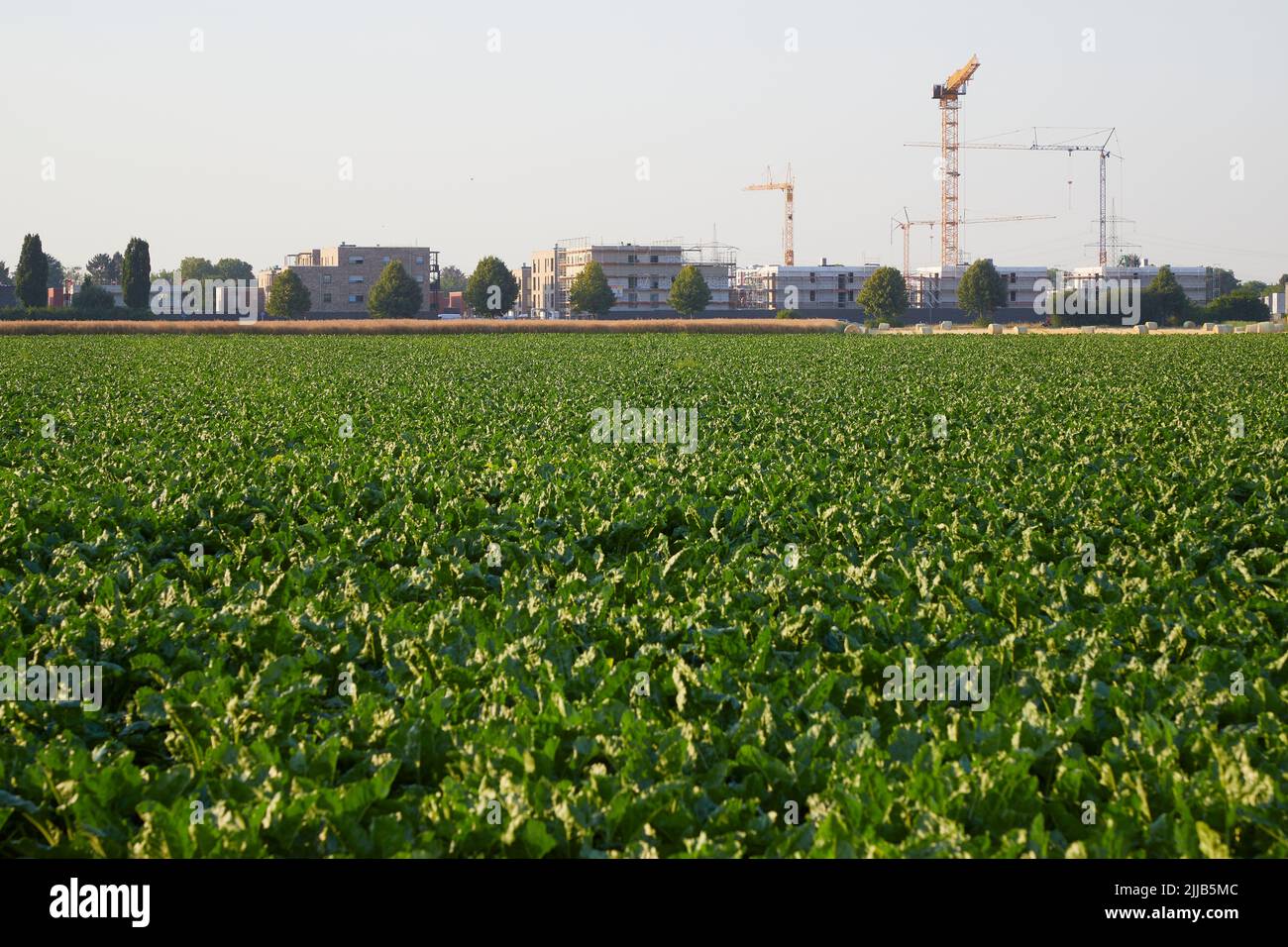 shuger beet field in front, construction works for family houses in the ...