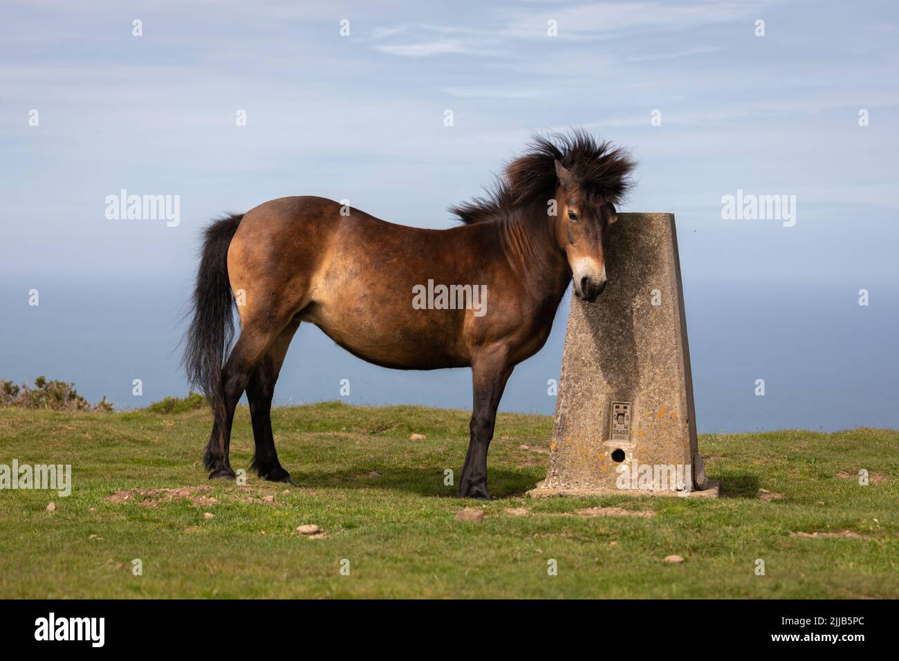 Exmoor ponies walking on the coast path near Lynton, Devon, Britain ...