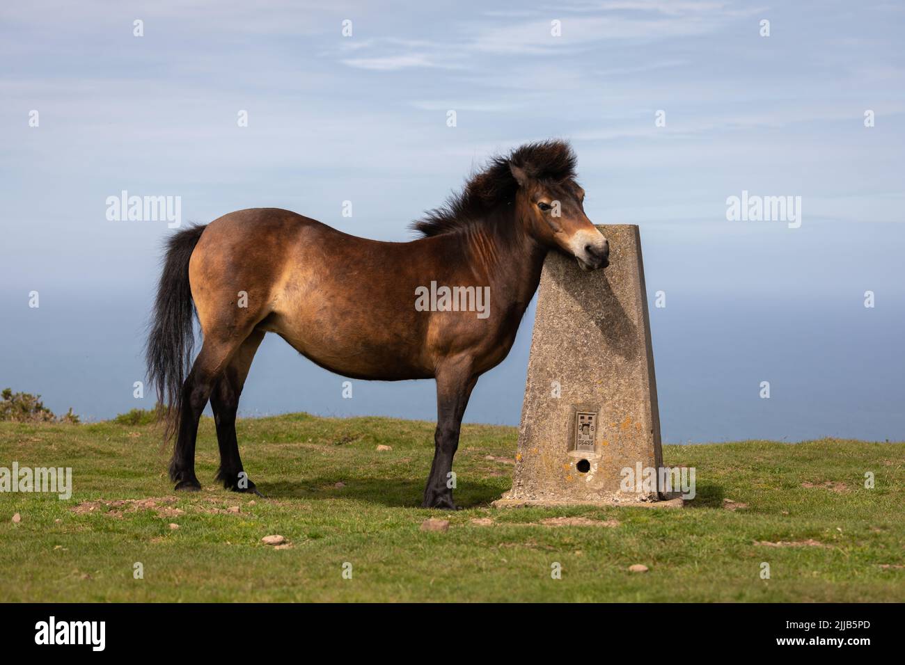 Exmoor ponies walking on the coast path near Lynton, Devon, Britain ...