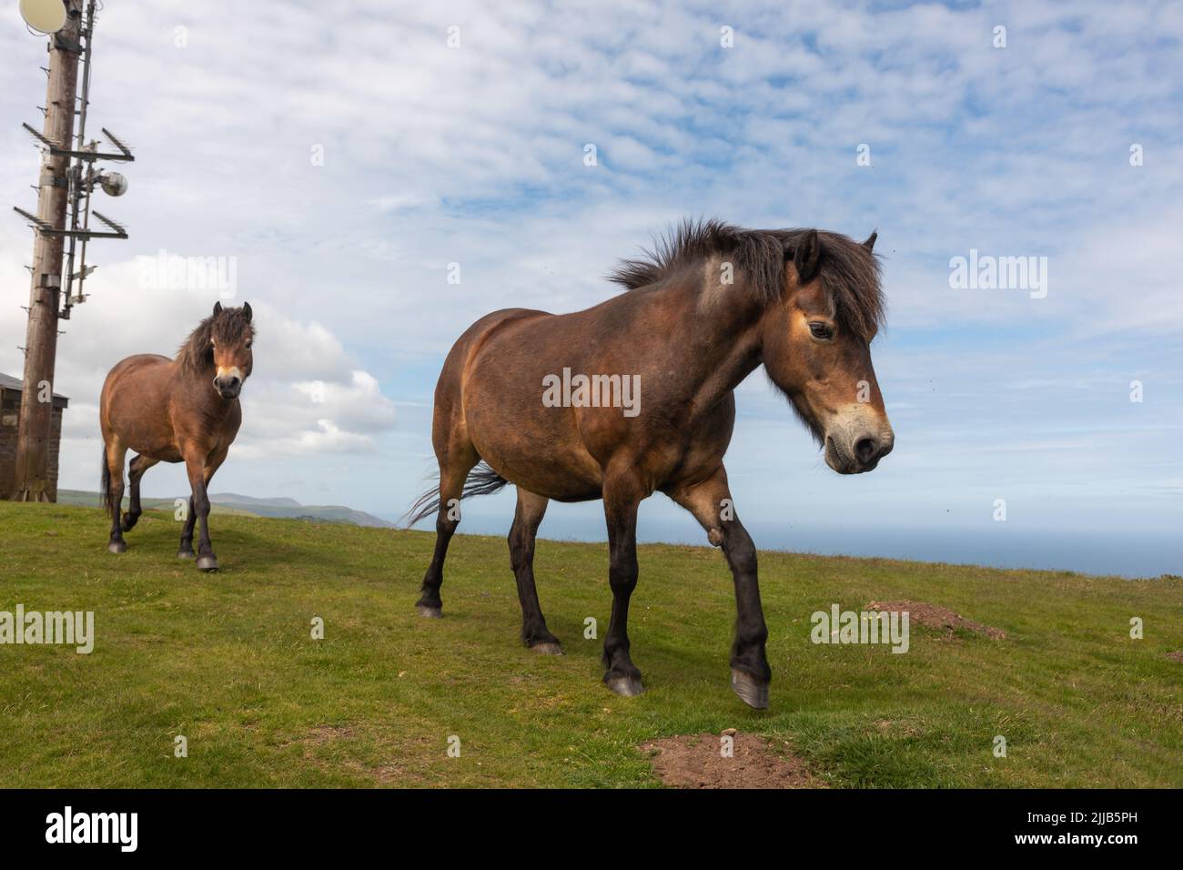 Exmoor ponies walking on the coast path near Lynton, Devon, Britain ...