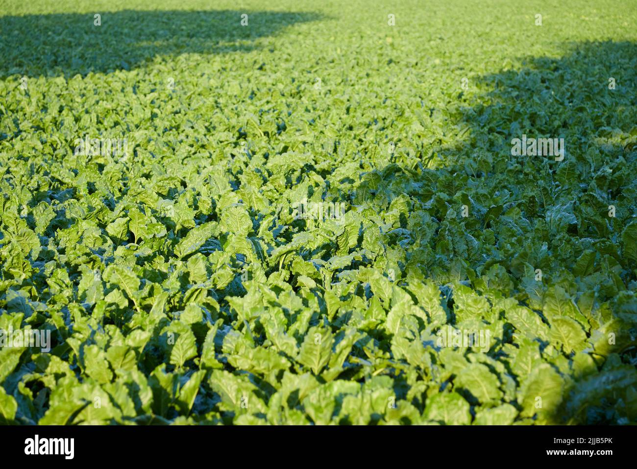 sugar beet field photographed from diagonally above. green plants Stock ...