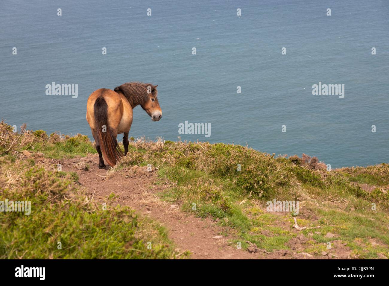 Exmoor ponies walking on the coast path near Lynton, Devon, Britain ...