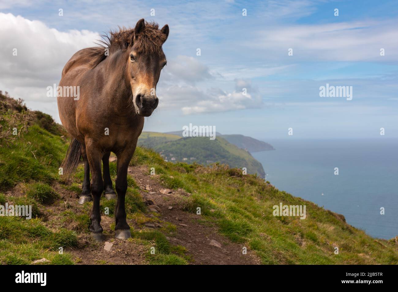 Exmoor ponies walking on the coast path near Lynton, Devon, Britain ...