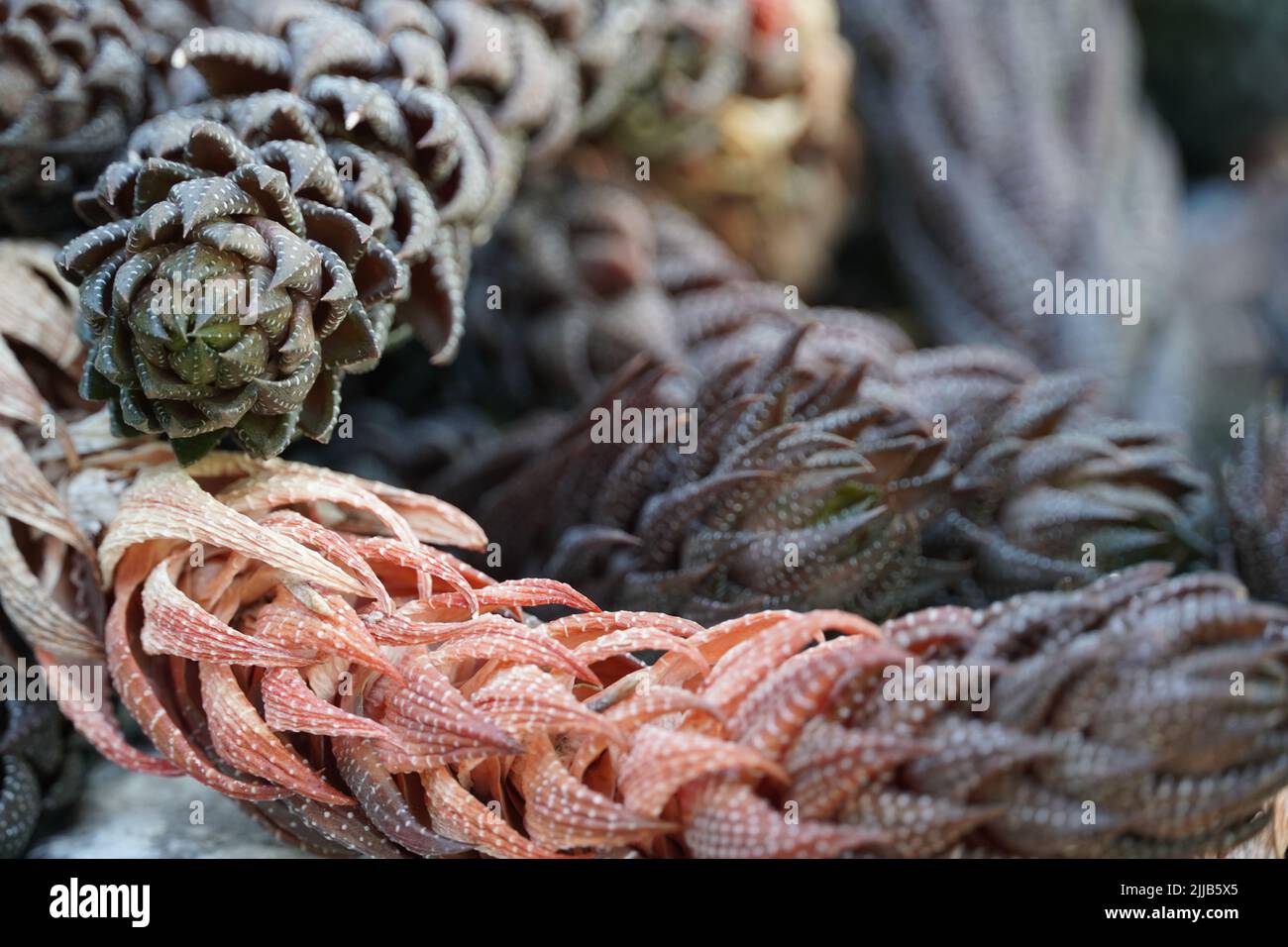 The close-up view of the succulent plant growing like a rope Stock ...