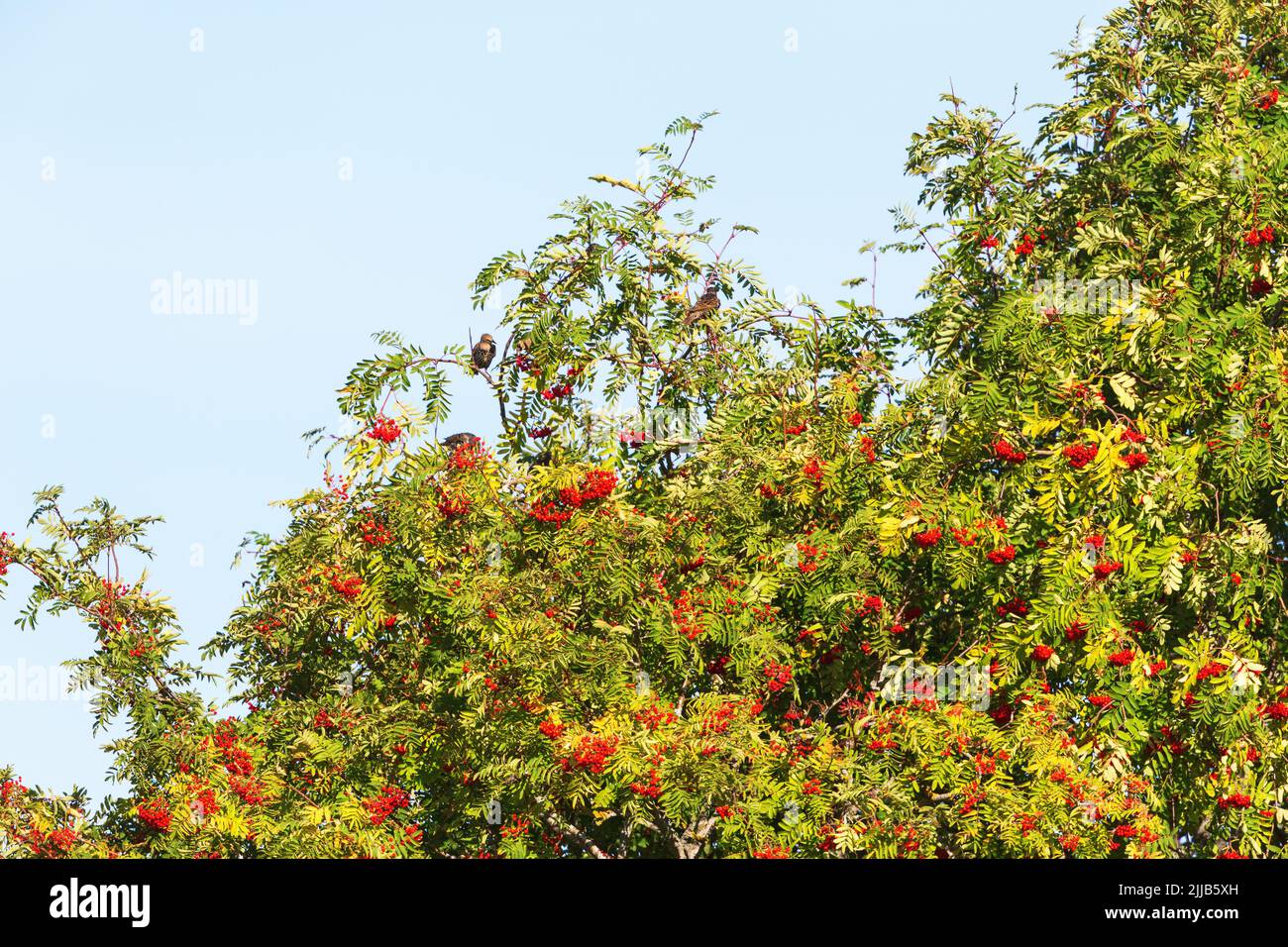 Red fall rowanberry branches hi-res stock photography and images - Alamy