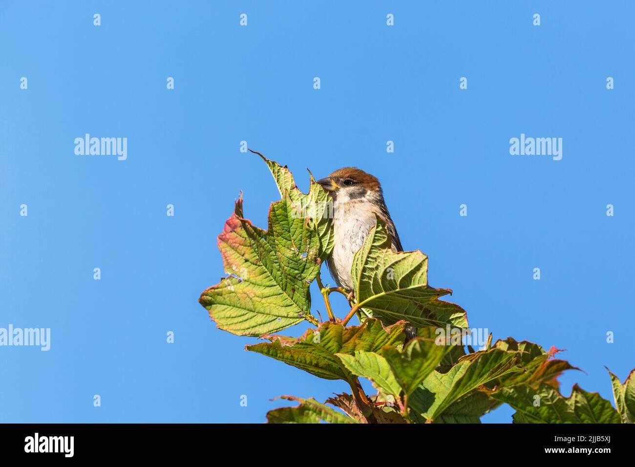 Tree Sparrow sitting in a treetop Stock Photo - Alamy Tree Sparrow sitting in a treetop Stock Photo - Alamy