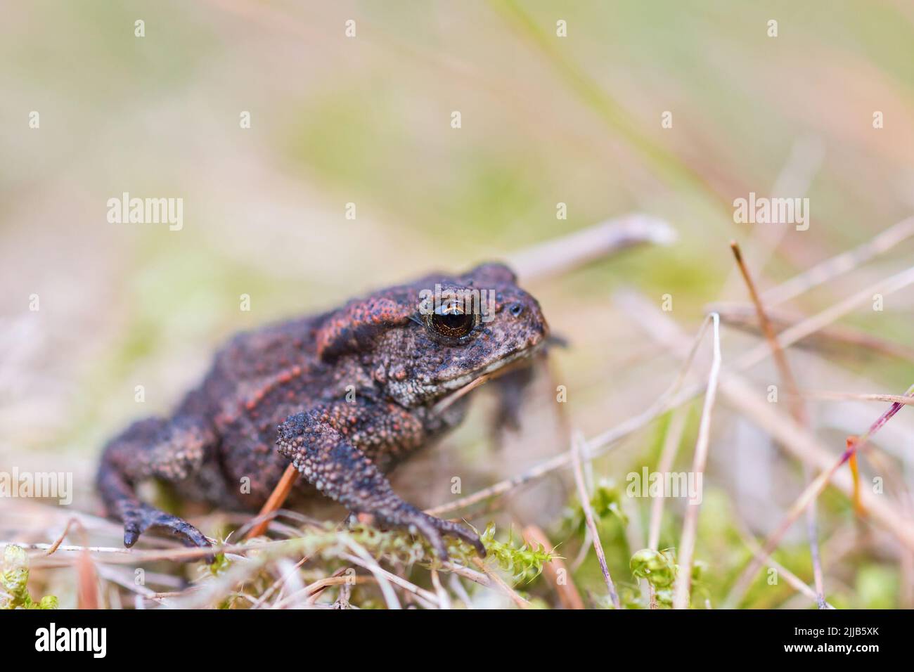 Common toad among the blades of grass Stock Photo - Alamy