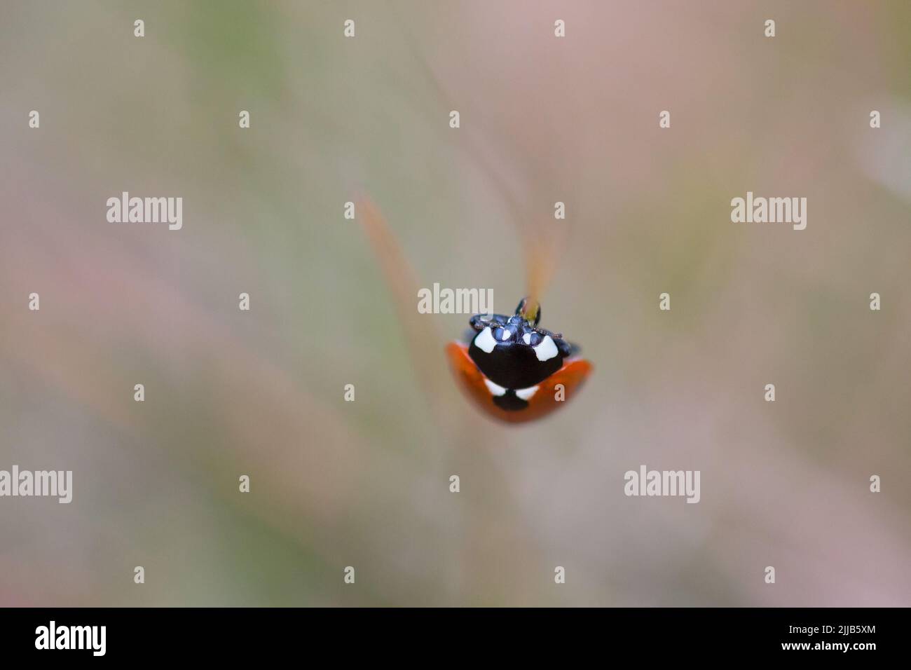 Ladybug climbing on a grass straw Stock Photo - Alamy