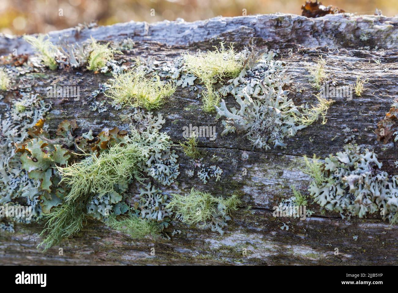 Tree with moss and lichens Stock Photo - Alamy