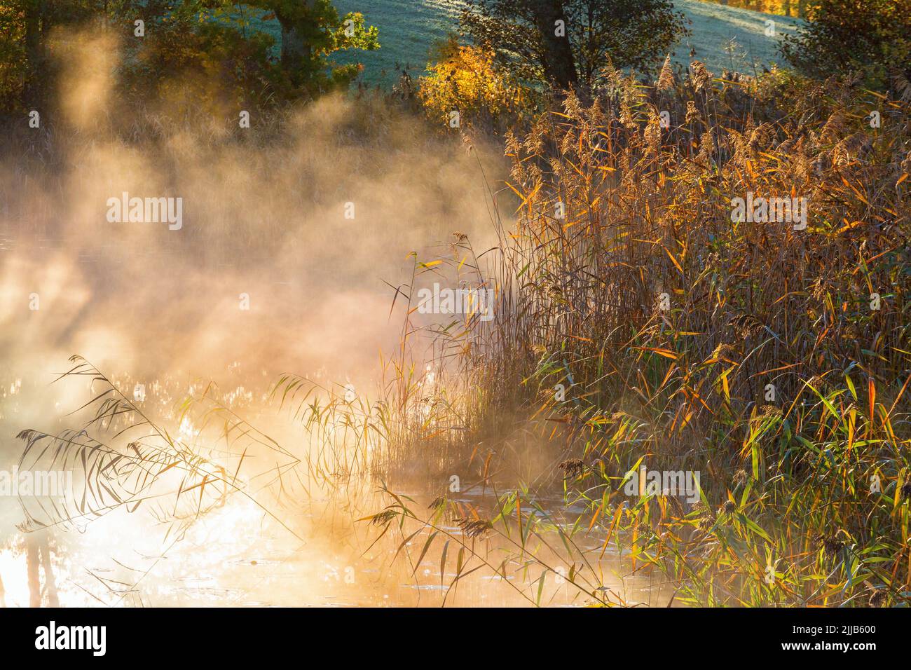 Reed in the mist at the beach in autumn Stock Photo - Alamy