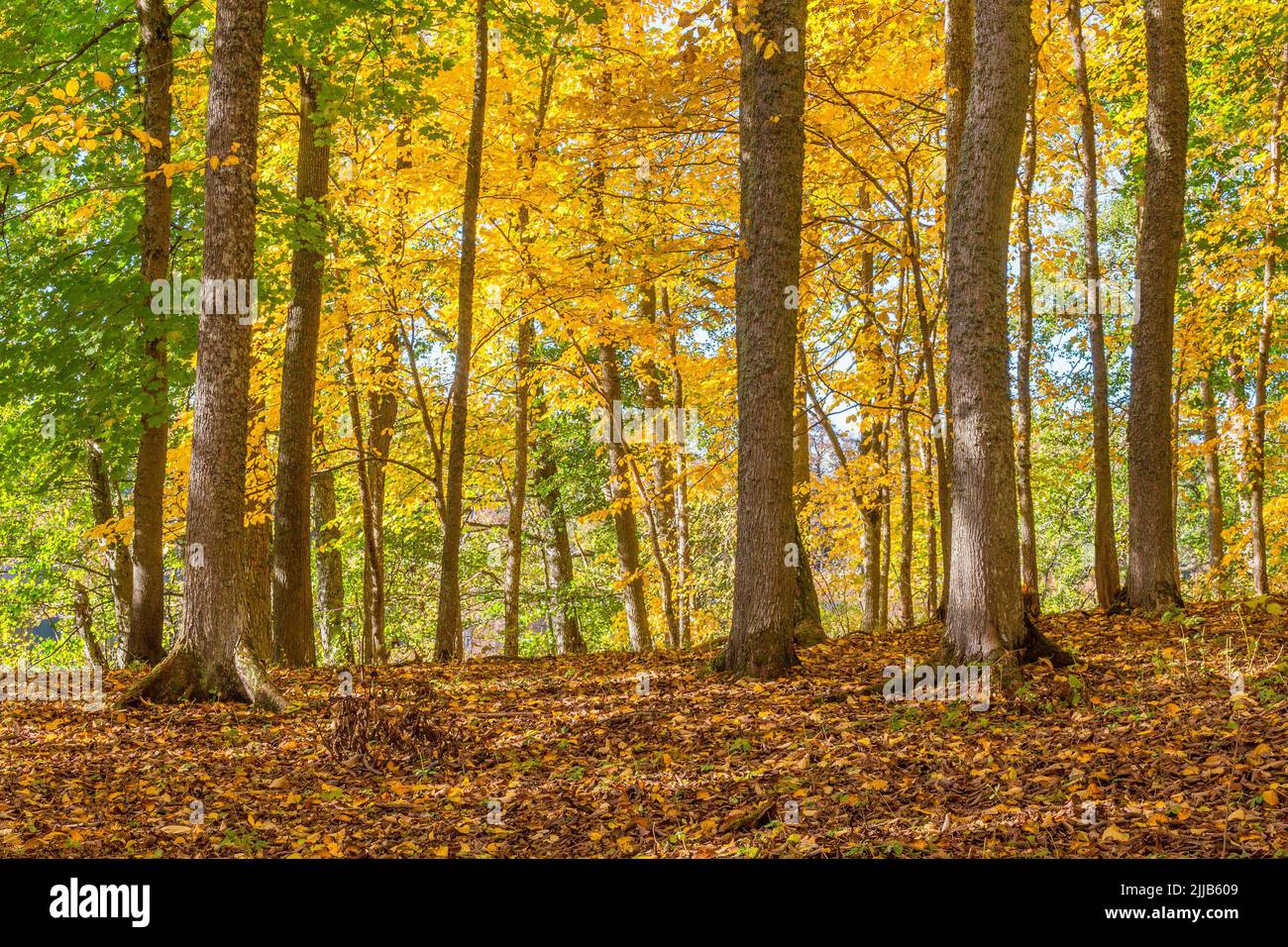 Deciduous trees with autumn colors in a forest Stock Photo - Alamy
