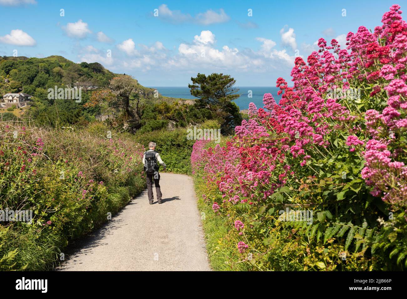 South West coast Path and Tarka Trail between Ilfracombe and Woolacombe ...
