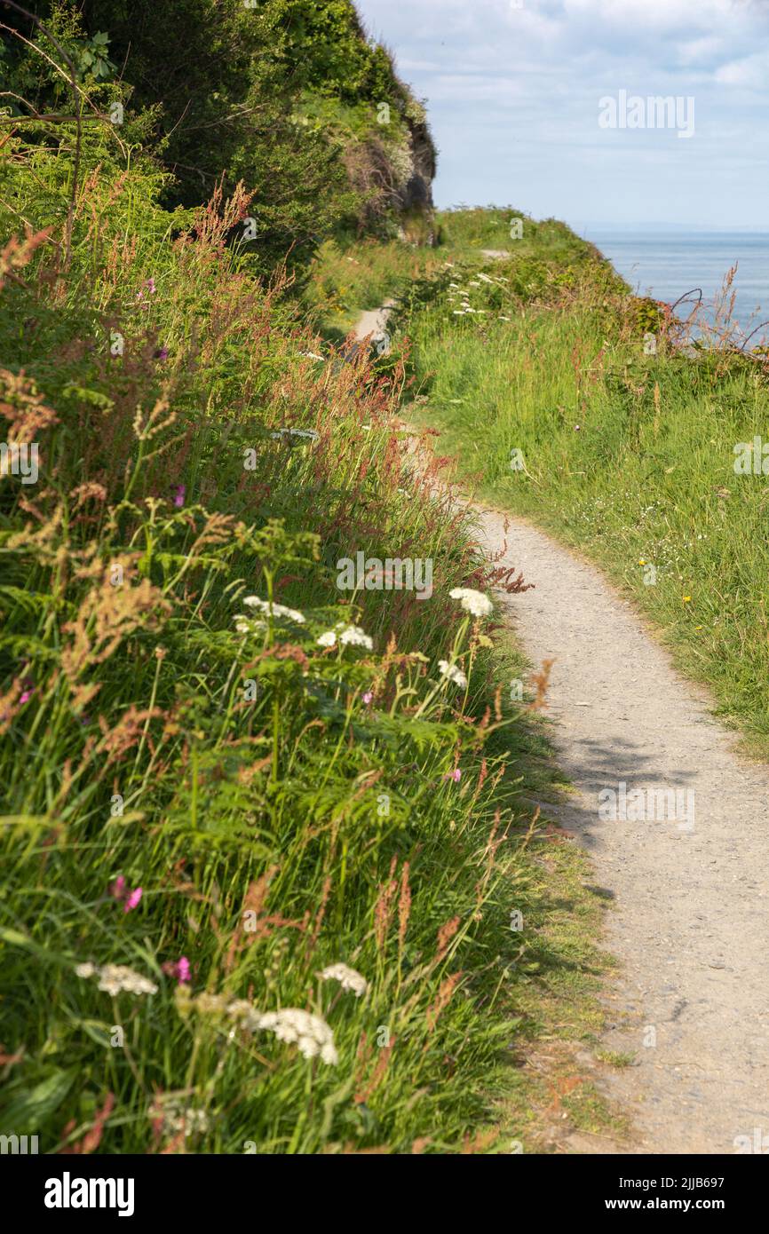South West coast Path and Tarka Trail between Ilfracombe and Woolacombe ...