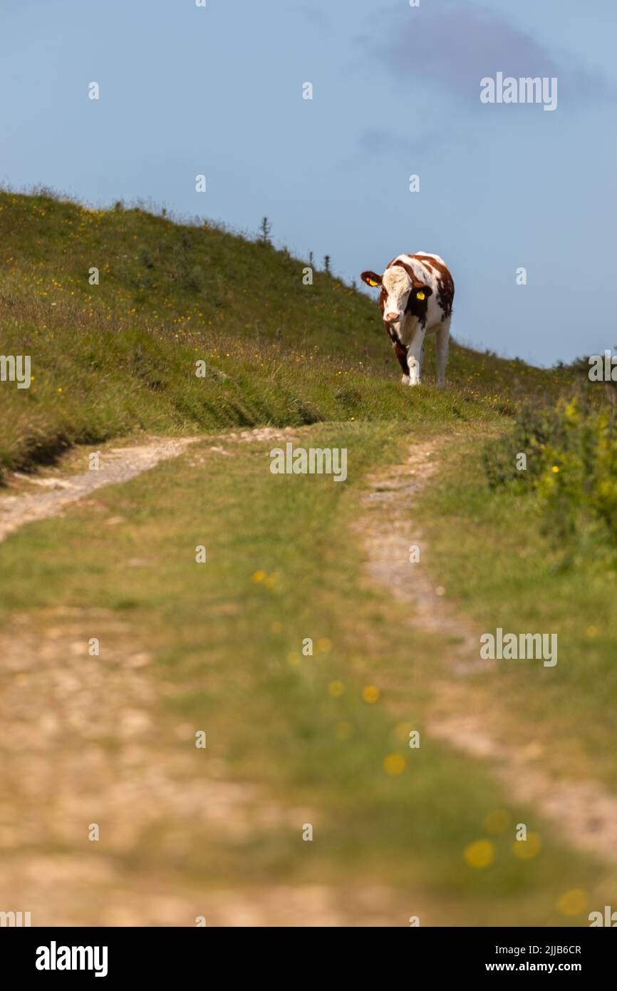 Cow walking on the coastal path between Ilfracombe and Woolacombe Stock ...