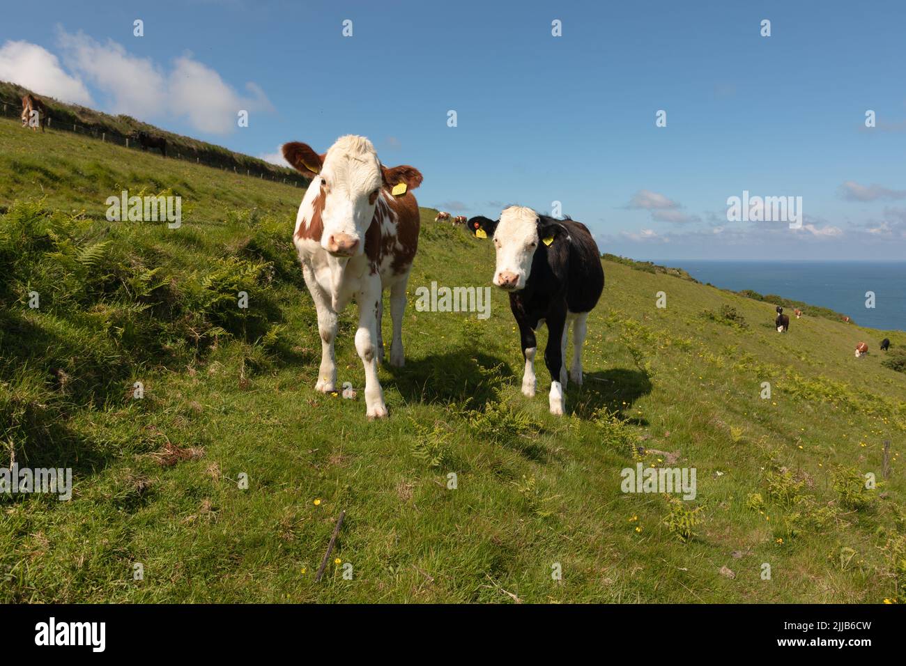 Curious cows on a meadow on the coastal path between Ilfracombe and ...