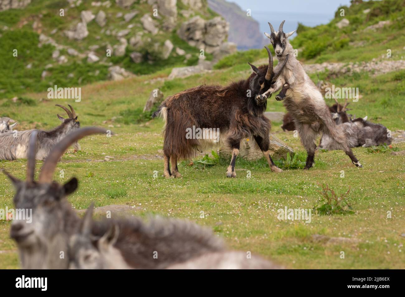 Goat feral capra domestic hi-res stock photography and images - Alamy