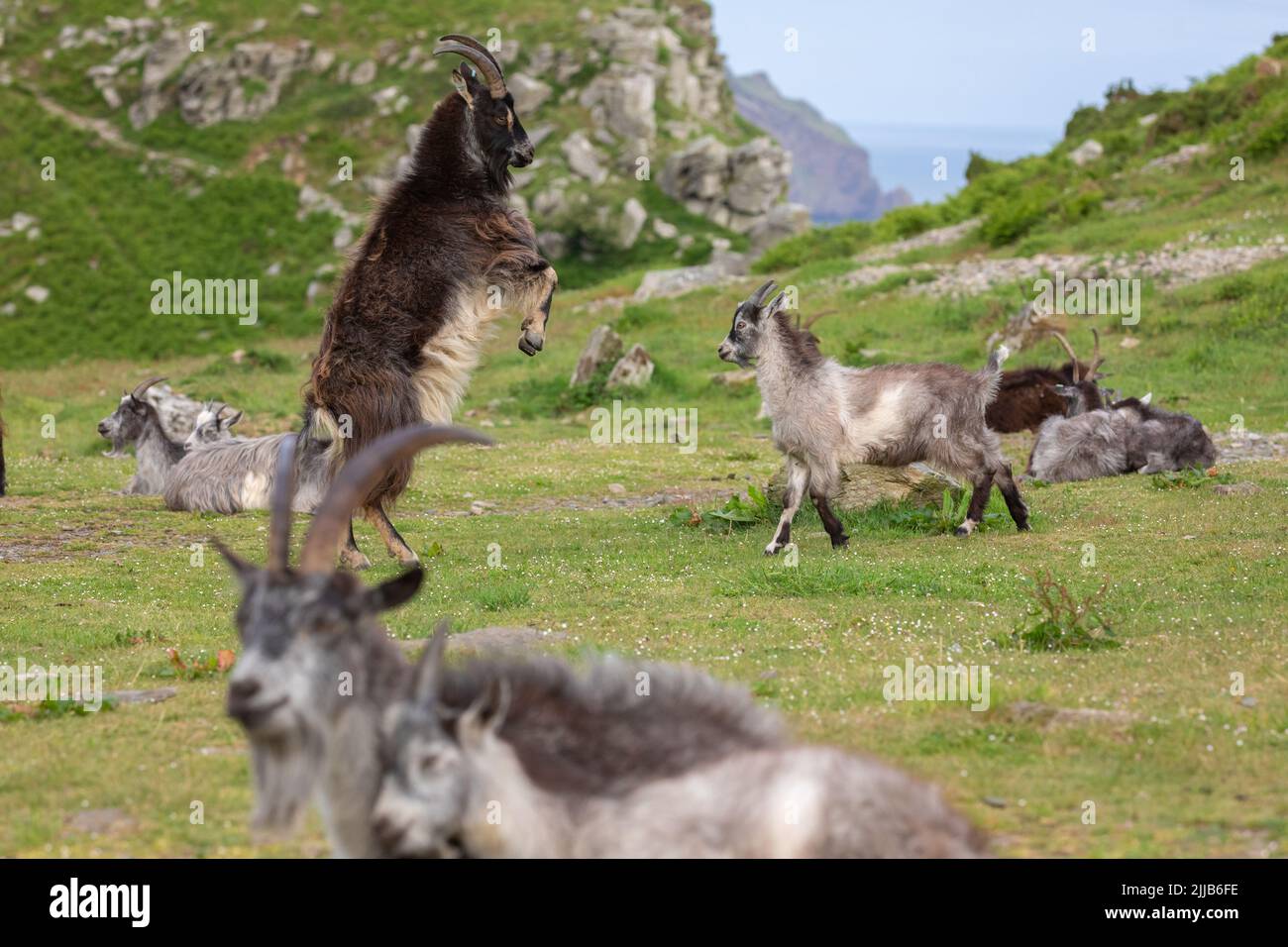 Feral goats on coastal path in Devon, UK Stock Photo - Alamy