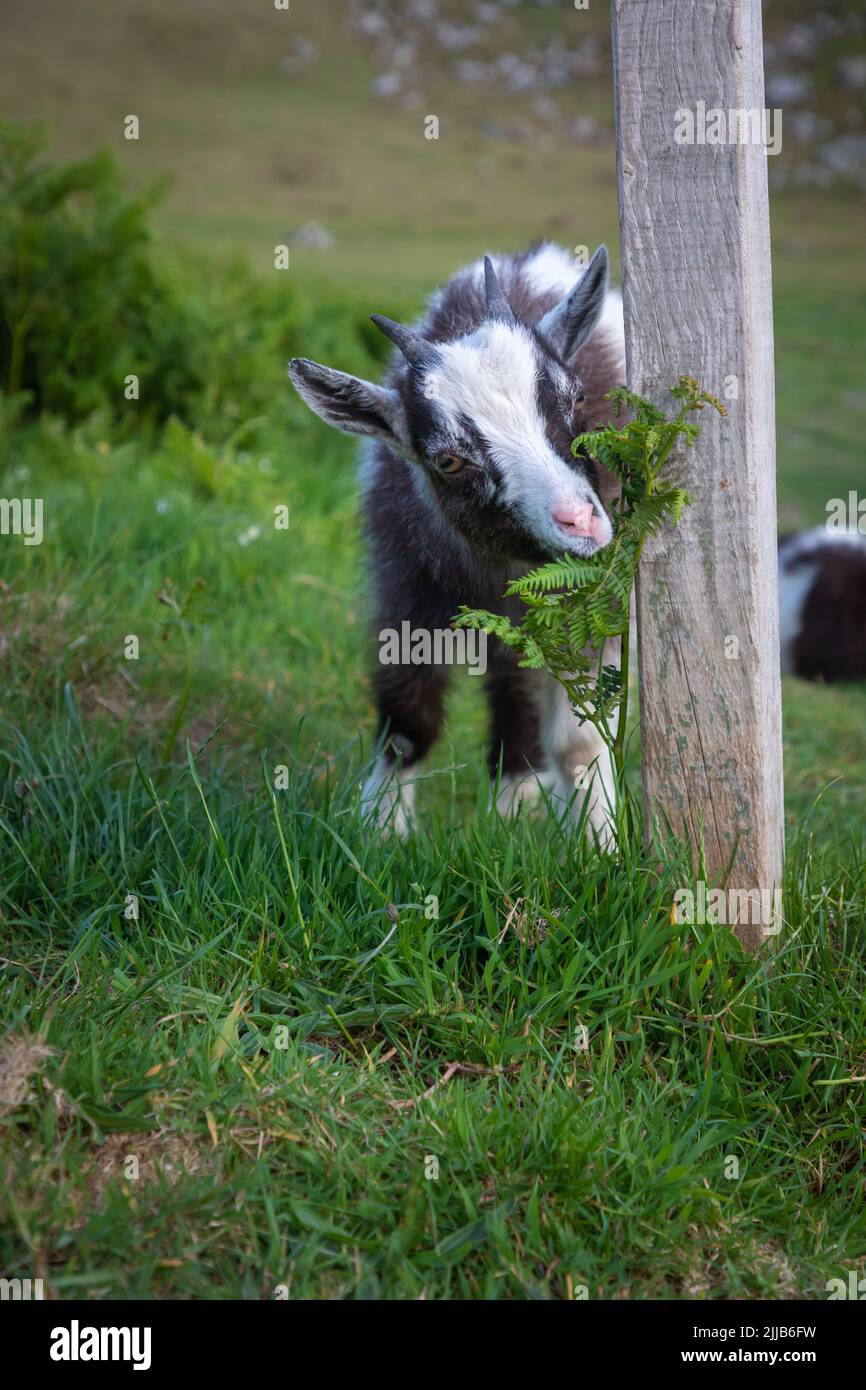 Feral goats on coastal path in Devon, UK Stock Photo - Alamy