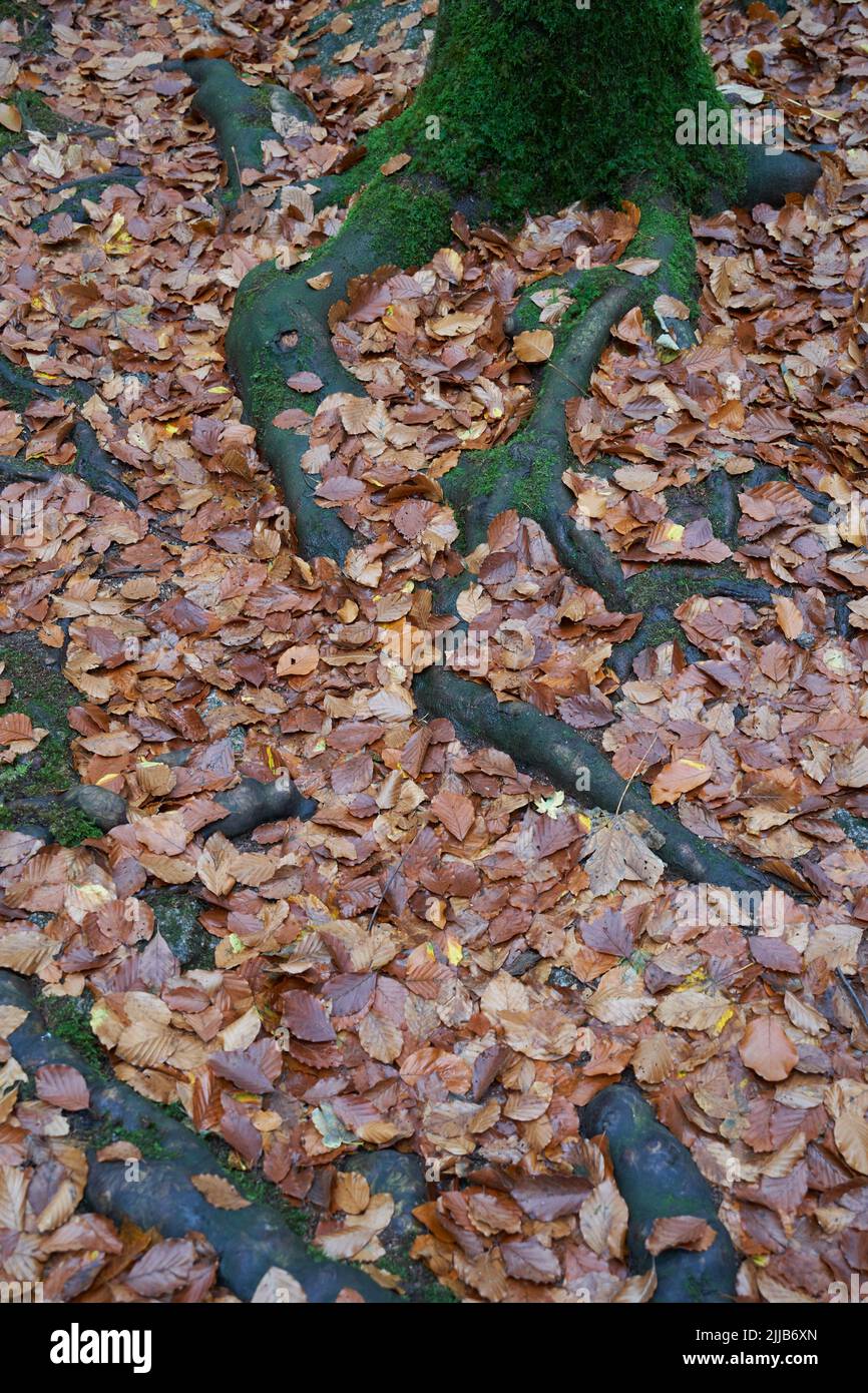 The vertical view of the tree roots covered in the colorful autumn ...