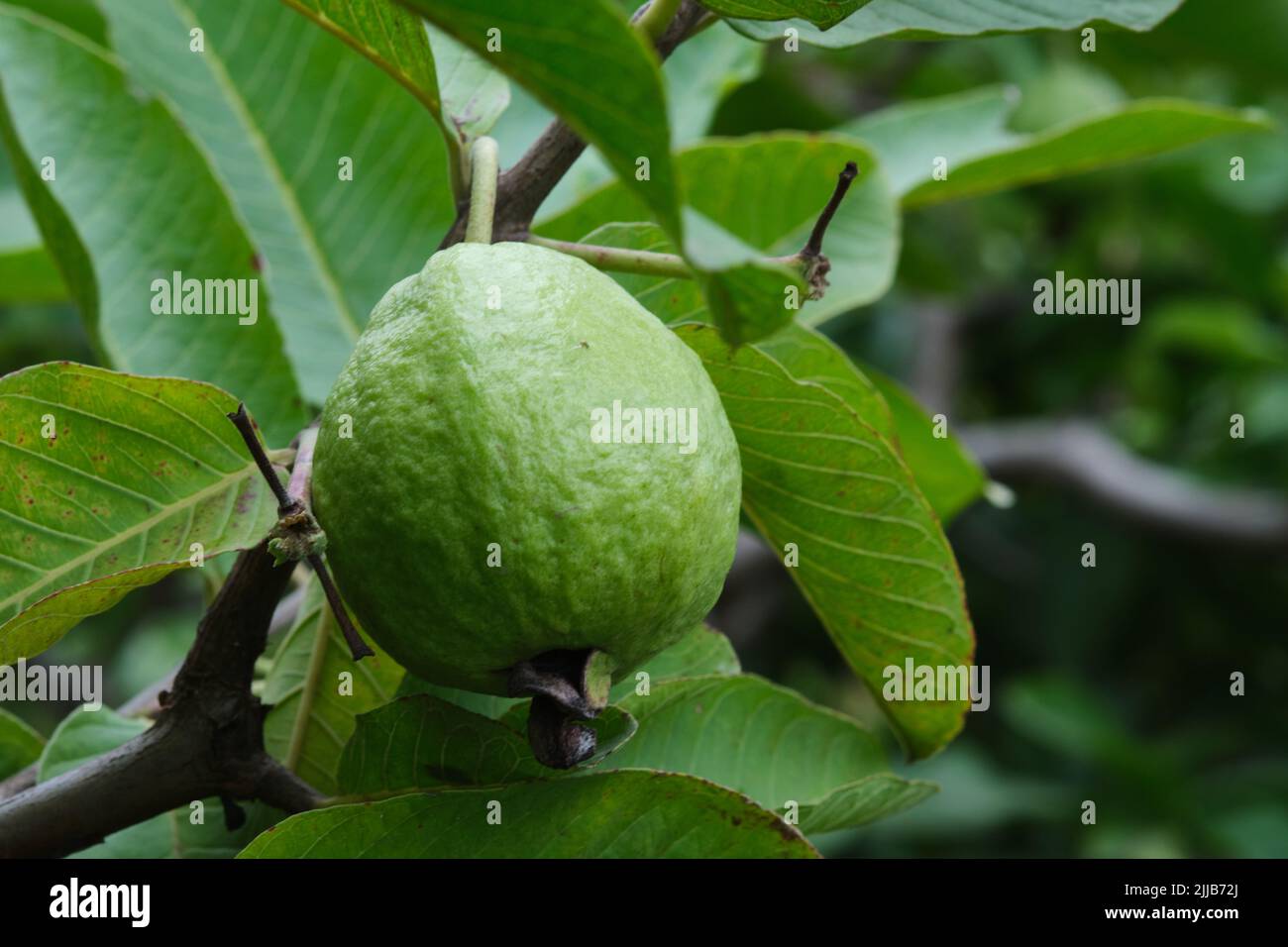 Organic guava fruit. green guava fruit hanging on tree in agriculture ...