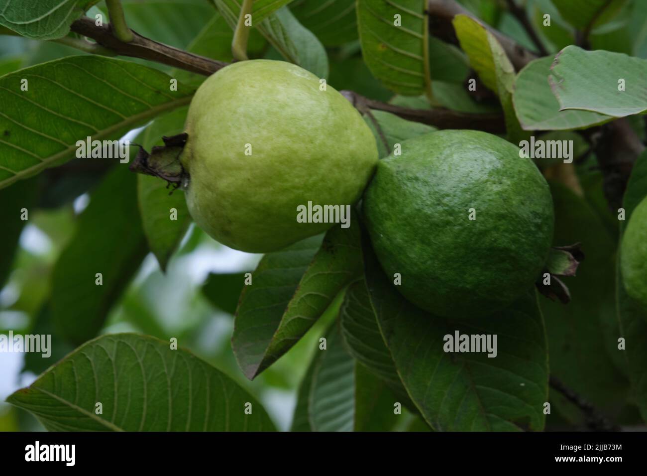 Organic guava fruit. green guava fruit hanging on tree in agriculture ...