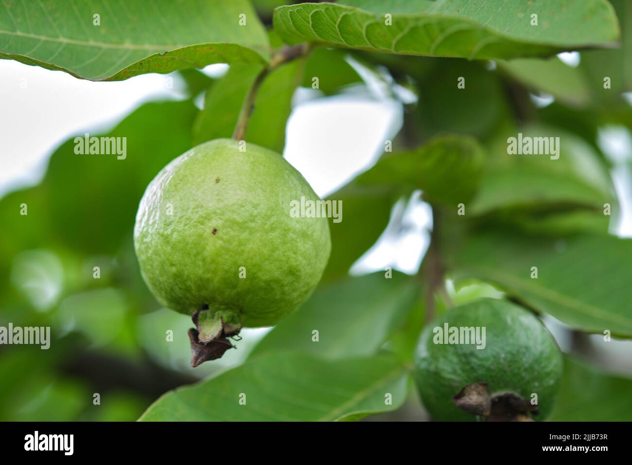 Organic guava fruit. green guava fruit hanging on tree in agriculture ...