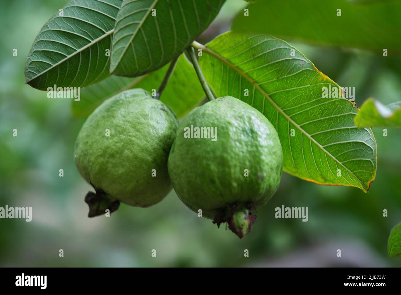 Organic guava fruit. green guava fruit hanging on tree in agriculture ...