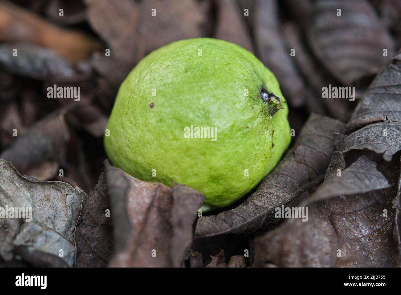 Organic guava fruit. green guava fruit hanging on tree in agriculture ...