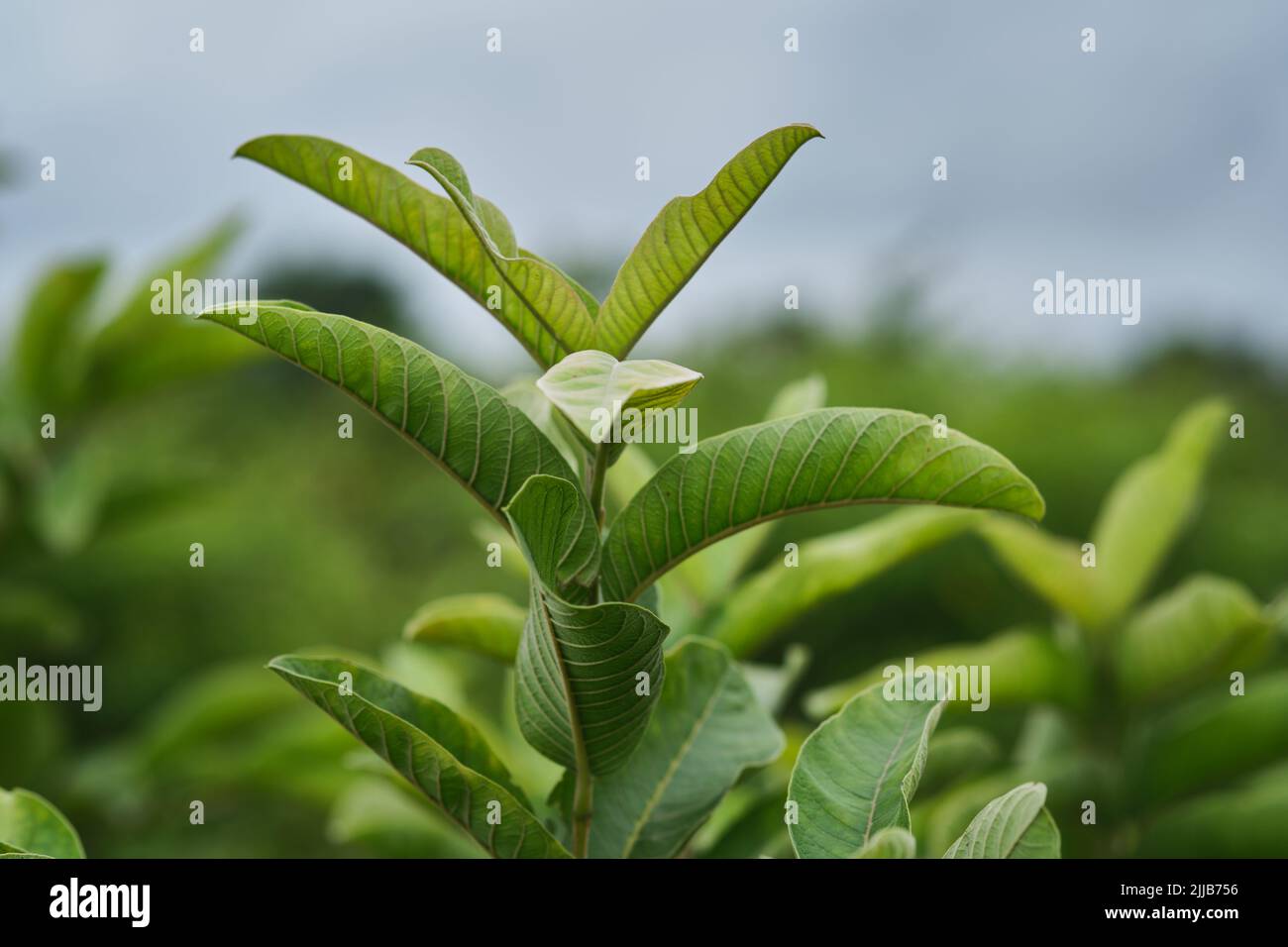 Organic guava fruit. green guava fruit hanging on tree in agriculture ...