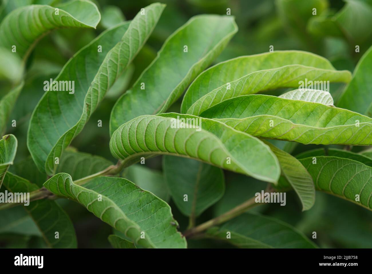 Organic guava fruit. green guava fruit hanging on tree in agriculture ...