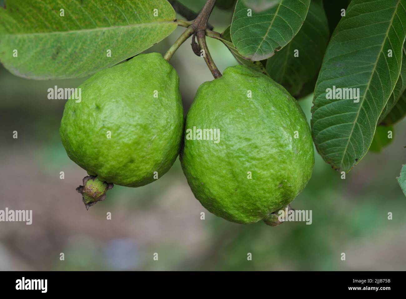 Organic guava fruit. green guava fruit hanging on tree in agriculture ...