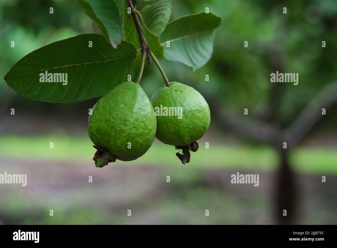 Organic guava fruit. green guava fruit hanging on tree in agriculture ...