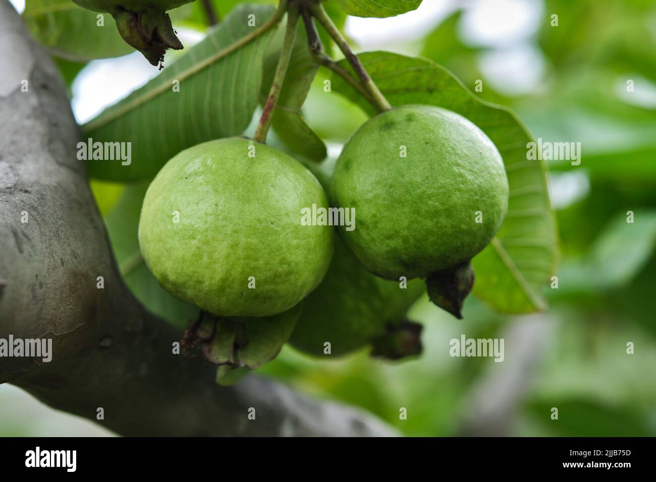 Organic guava fruit. green guava fruit hanging on tree in agriculture ...