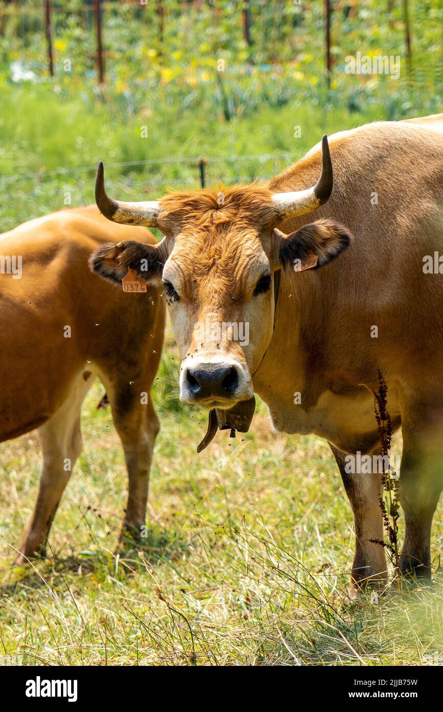 Beautiful brown asturian spanish cow hi-res stock photography and ...