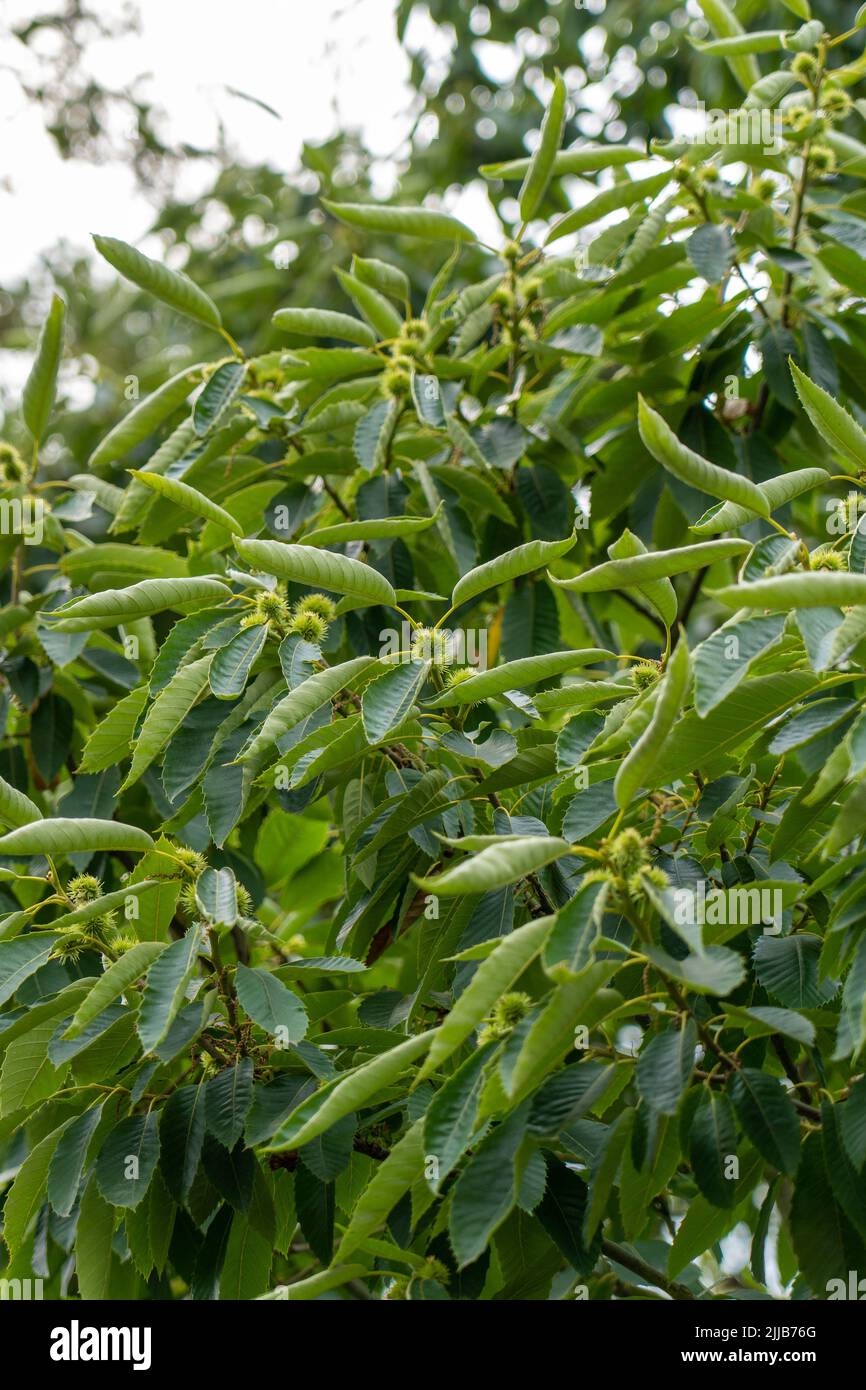 Chestnut tree with young fruits and green lush foliage. Uncultivated ...