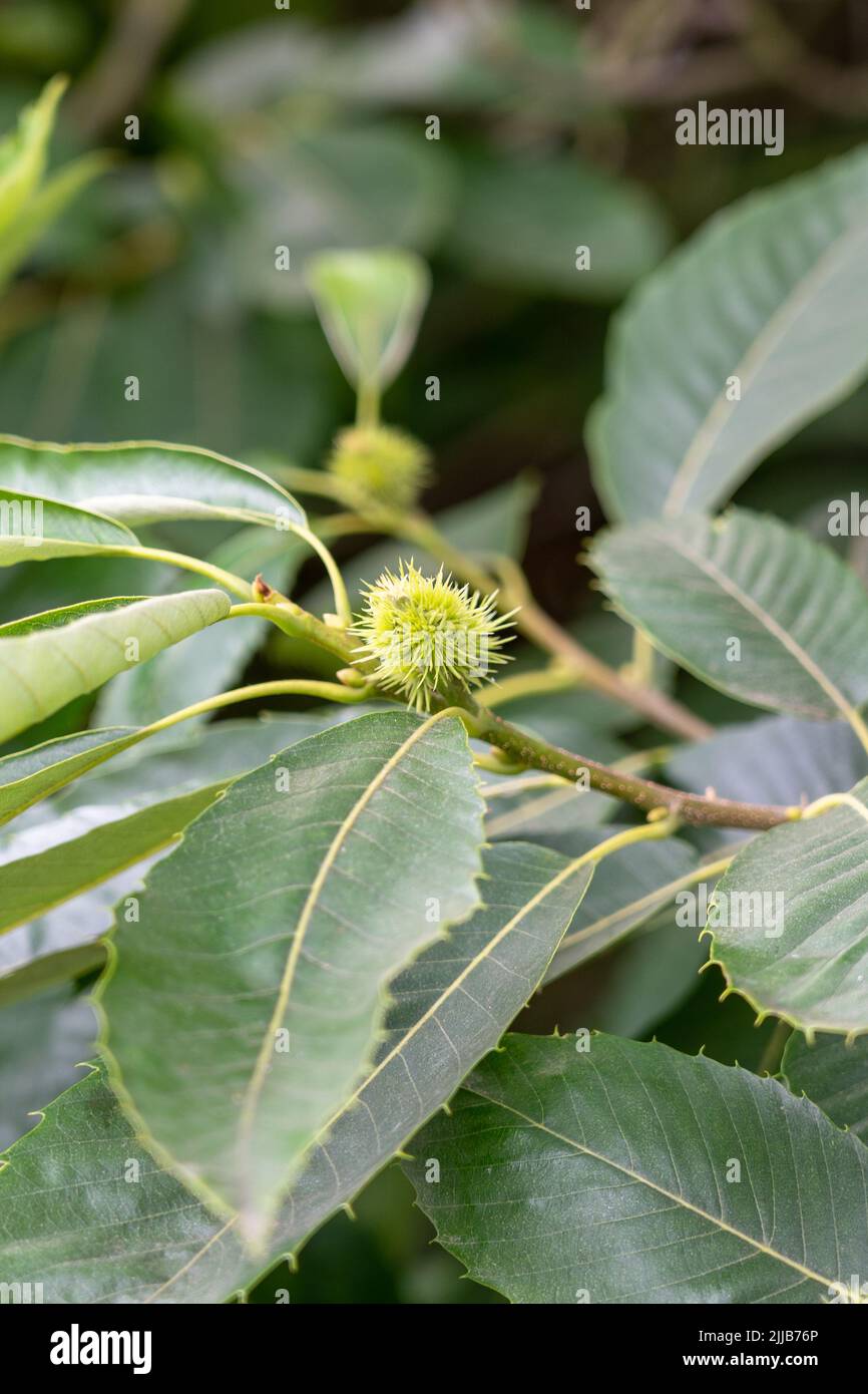 Chestnut tree with young fruits and green lush foliage. Uncultivated ...
